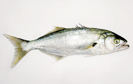Pesce Serra